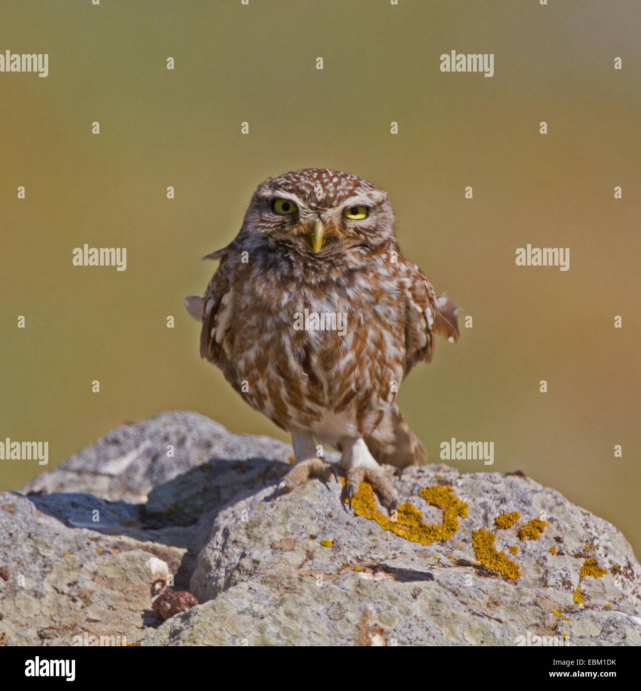 Little owl wings hi-res stock photography and images - Alamy