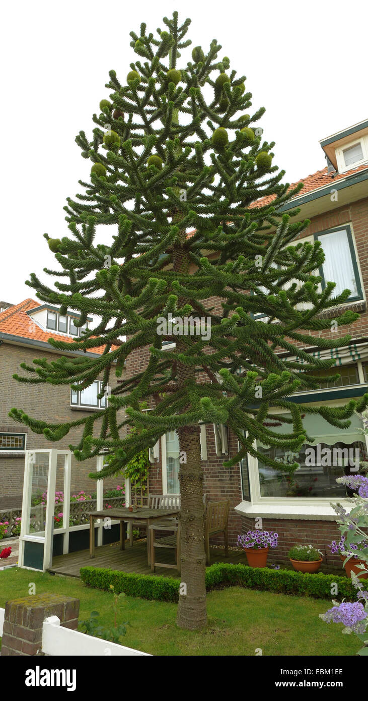 Araucaria araucaria garden hi-res stock photography and images - Alamy