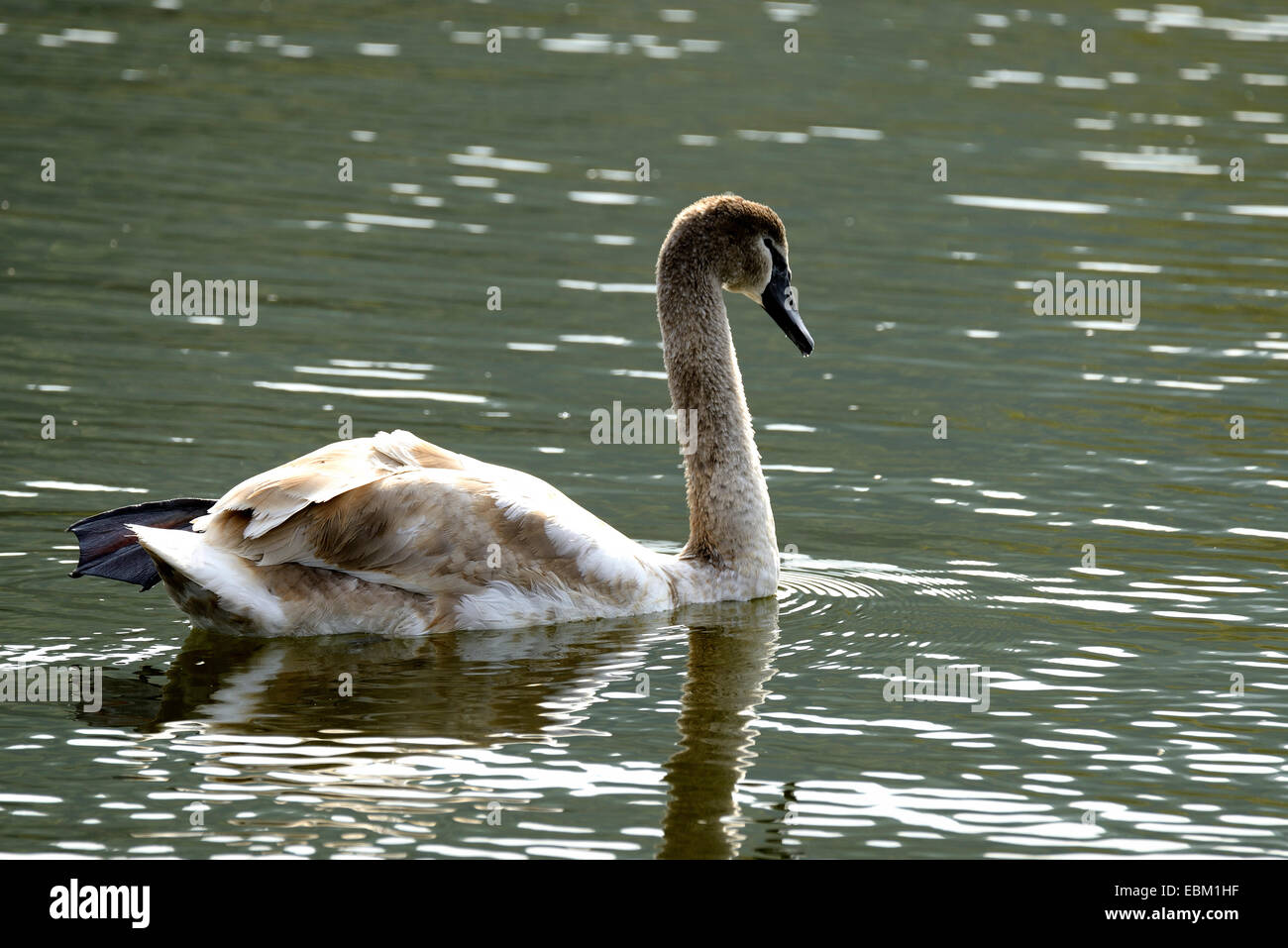 Young swan hi-res stock photography and images - Alamy