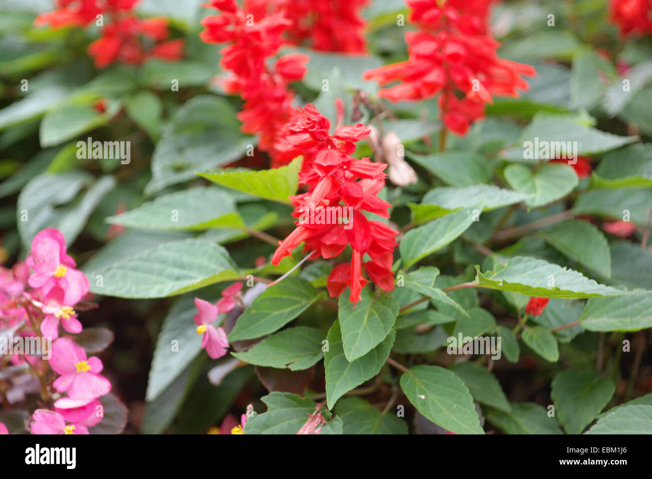 red little flowers Stock Photo - Alamy