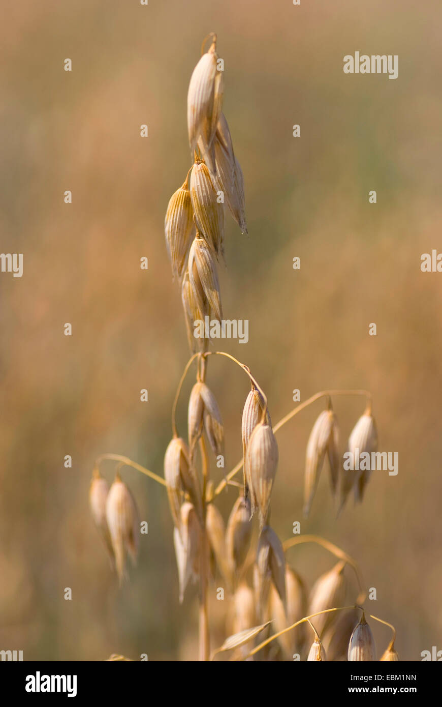 Cultivated oat, Common oat (Avena sativa), panicle Stock Photo - Alamy