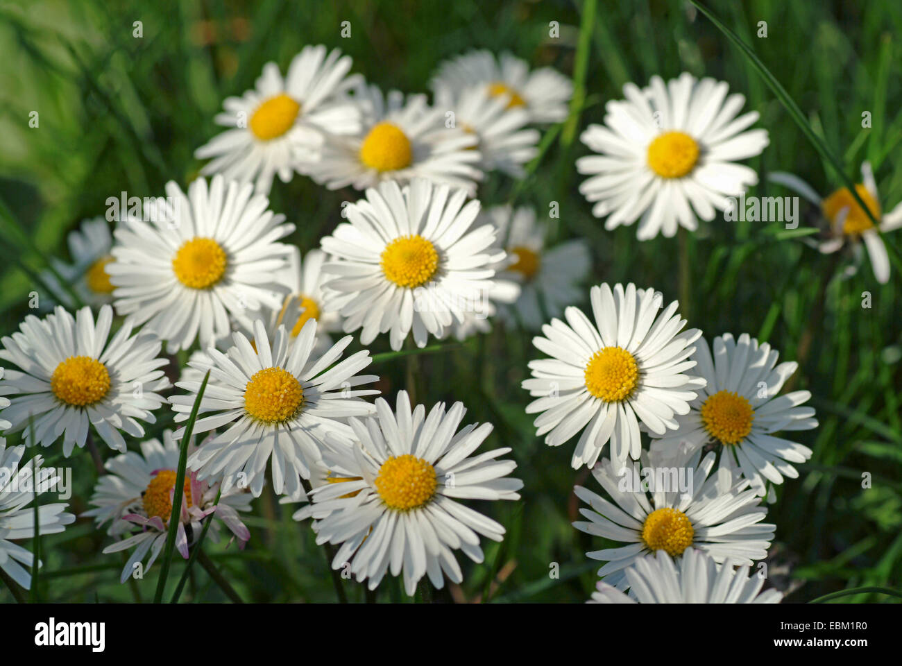 common daisy, lawn daisy, English daisy (Bellis perennis), blooming ...