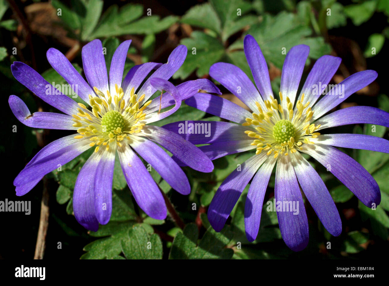 Blue Anemone, Mountain Windflower (Anemone blanda), blooming Stock ...