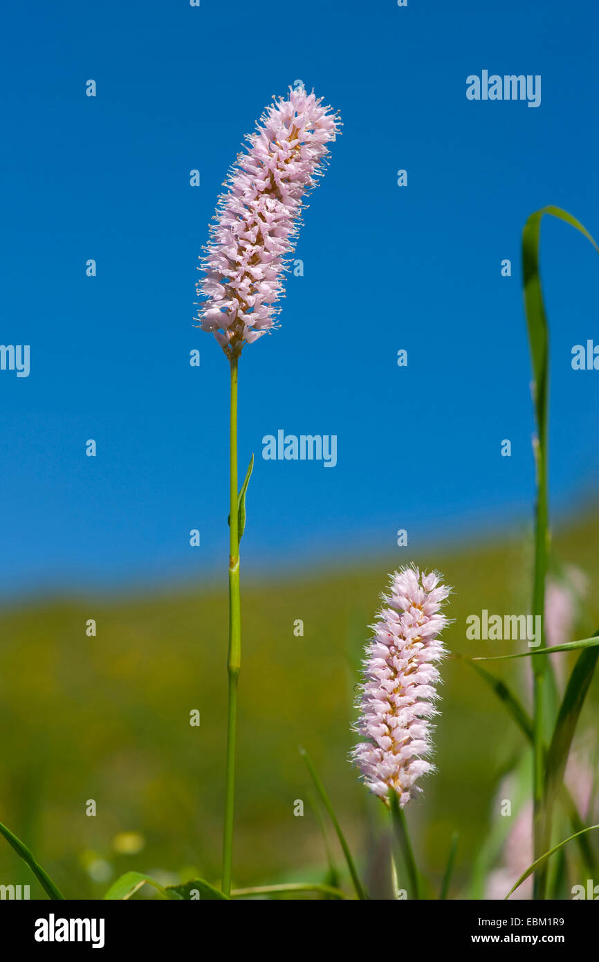 Common bistort, Meadow bistort (Polygonum bistorta, Bistorta ...