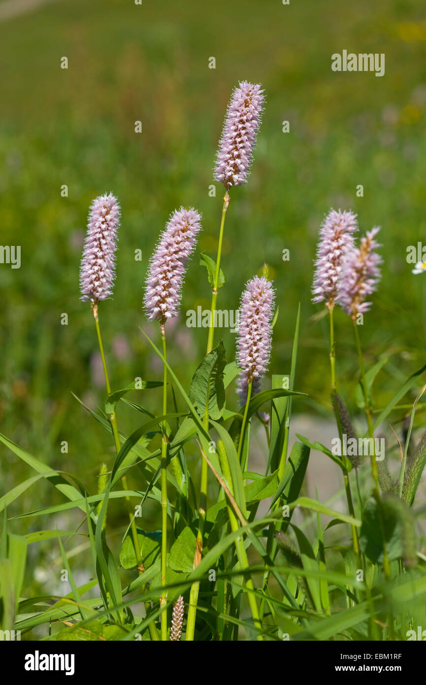Common bistort, Meadow bistort (Polygonum bistorta, Bistorta ...