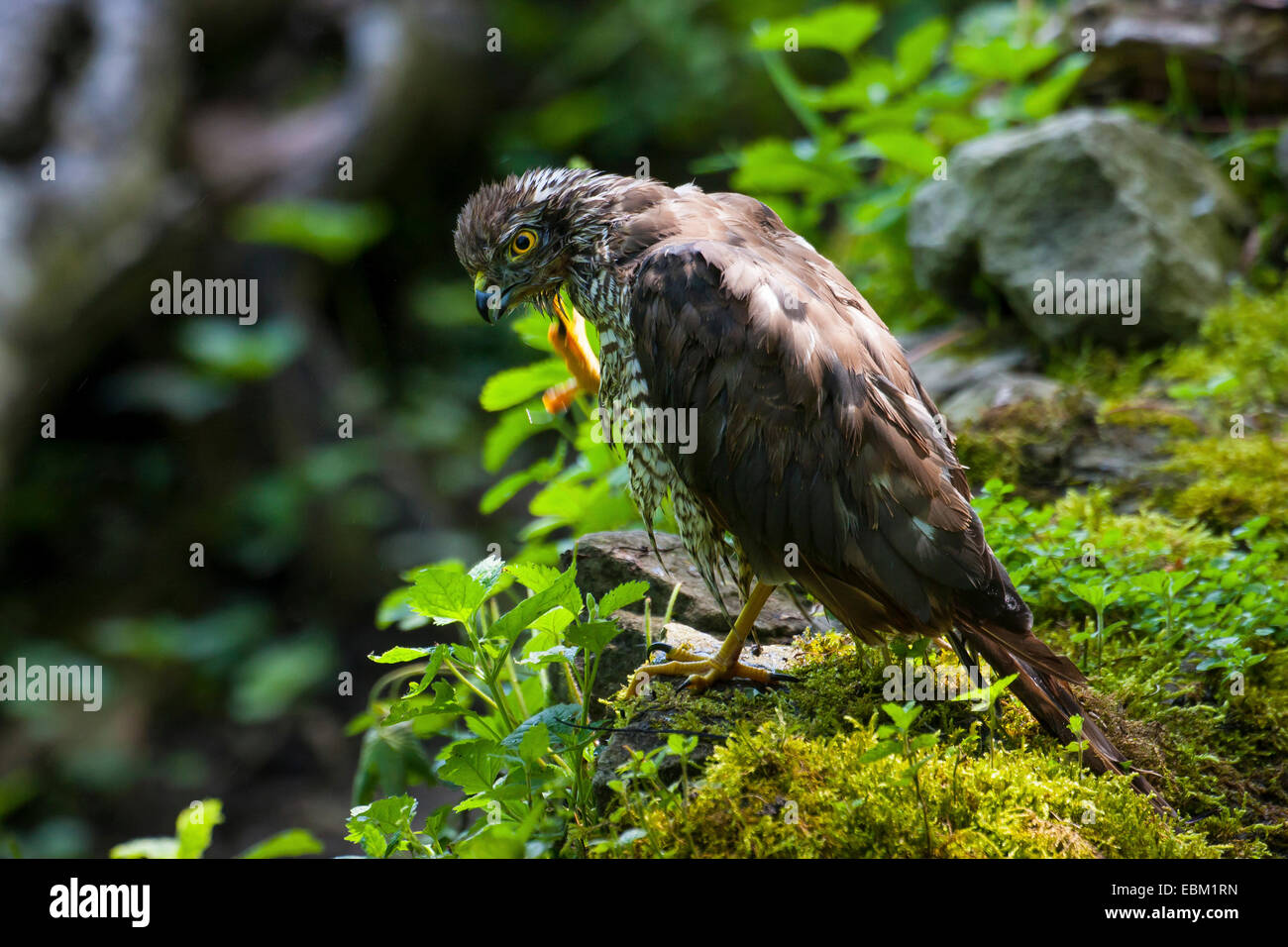 Wet hawk hi-res stock photography and images - Alamy