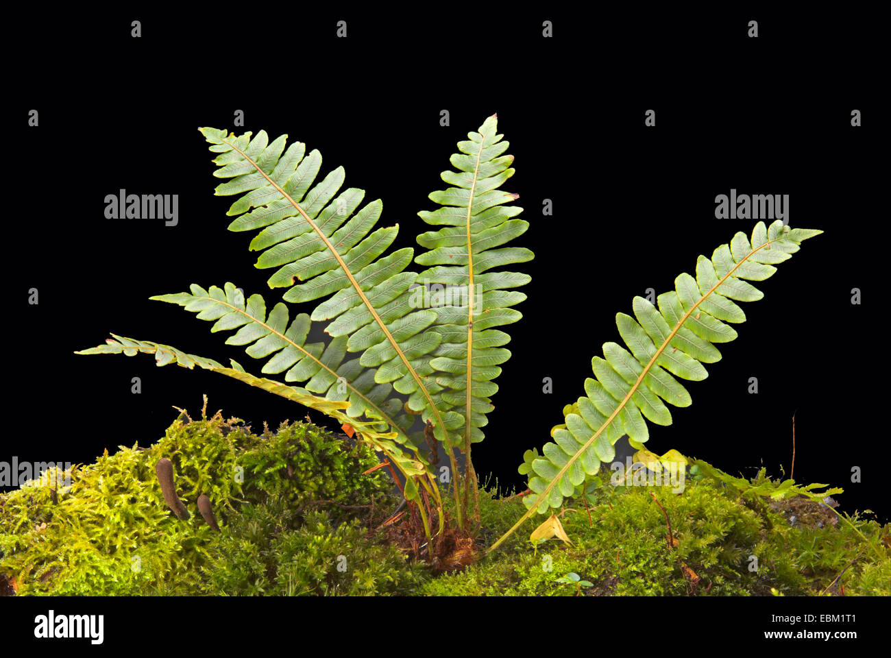 Crown fern (Blechnum discolor Stock Photo - Alamy