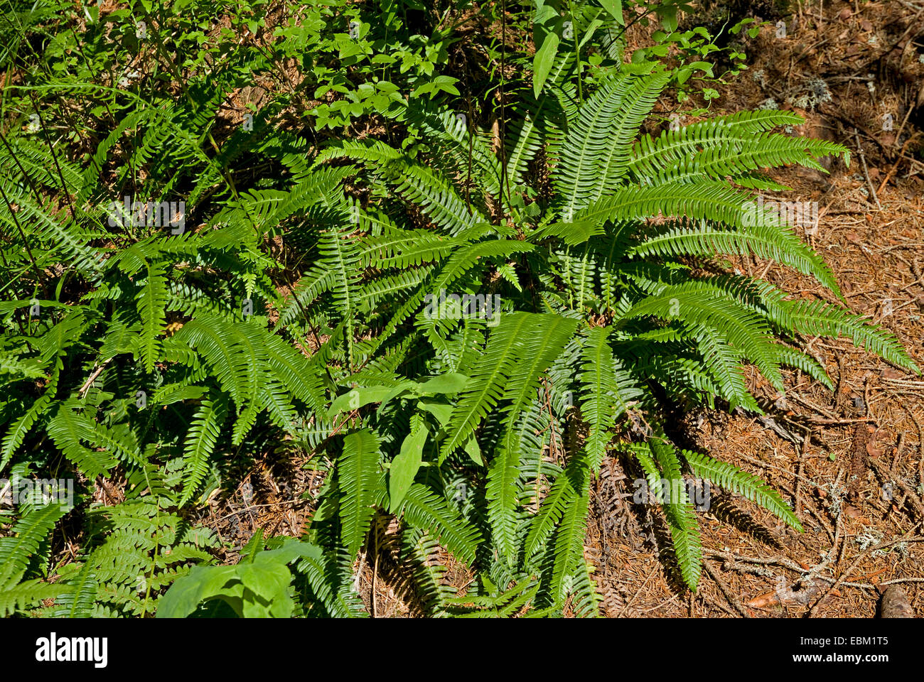 hard-fern (Blechnum spicant), habit, Germany Stock Photo - Alamy