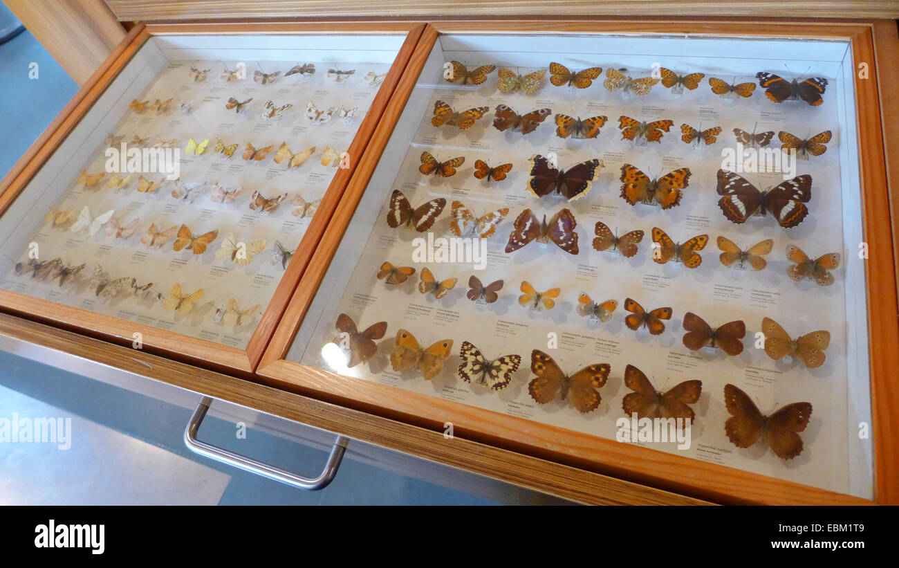 butterfly collection in a showcase in a museum Stock Photo - Alamy