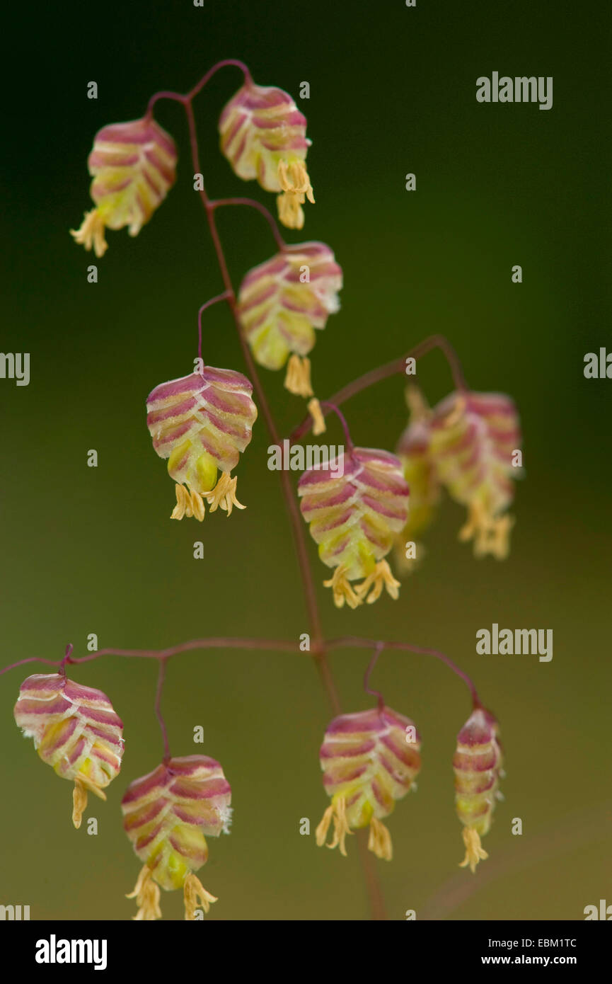 Doddering dillies hi-res stock photography and images - Alamy