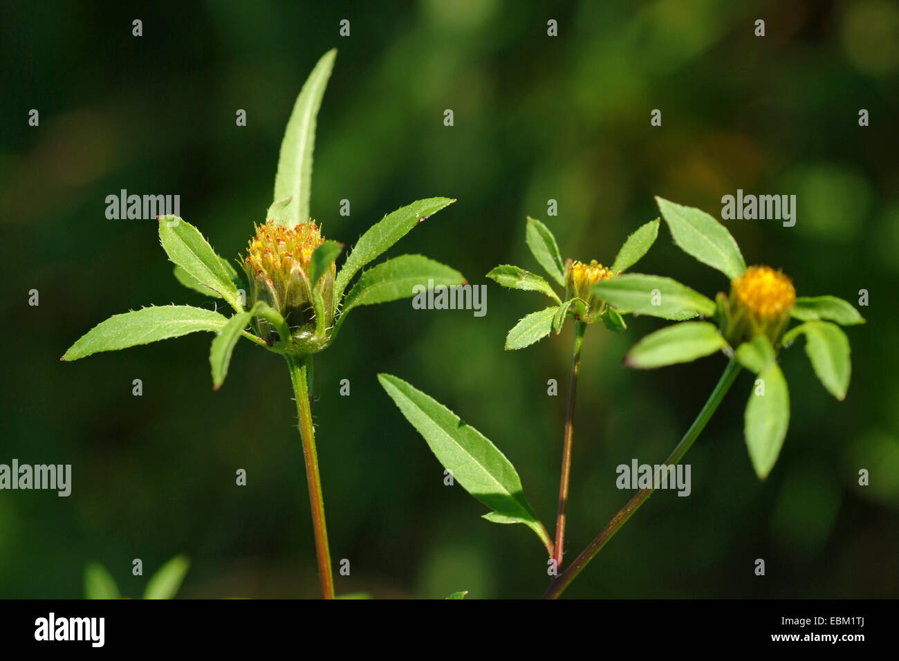 Beggar ticks hi-res stock photography and images - Alamy