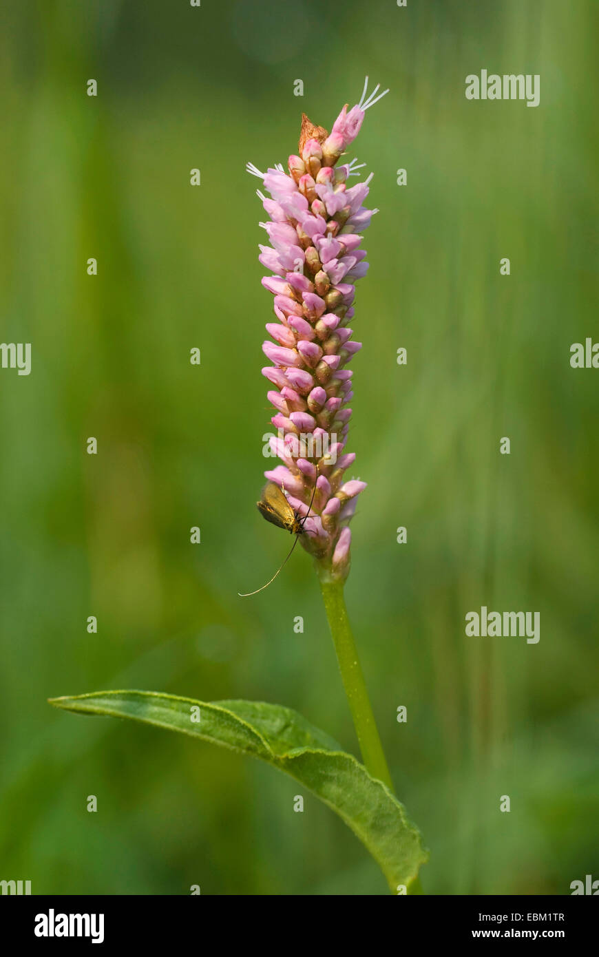 Common bistort, Meadow bistort (Polygonum bistorta, Bistorta ...