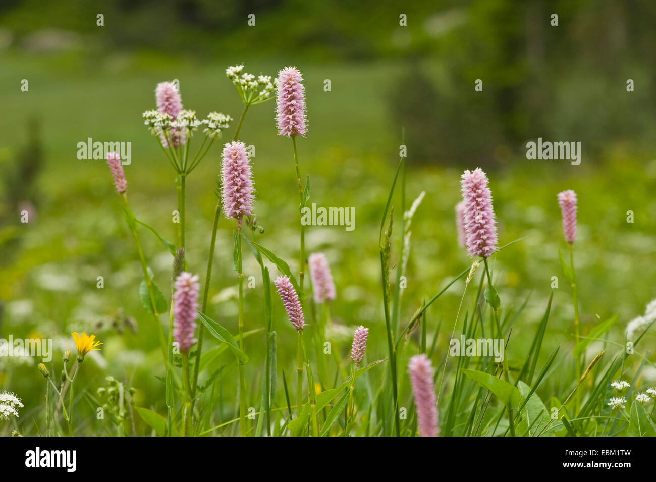Common bistort, Meadow bistort (Polygonum bistorta, Bistorta ...