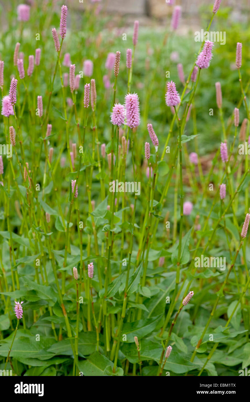 Common bistort, Meadow bistort (Polygonum bistorta, Bistorta ...