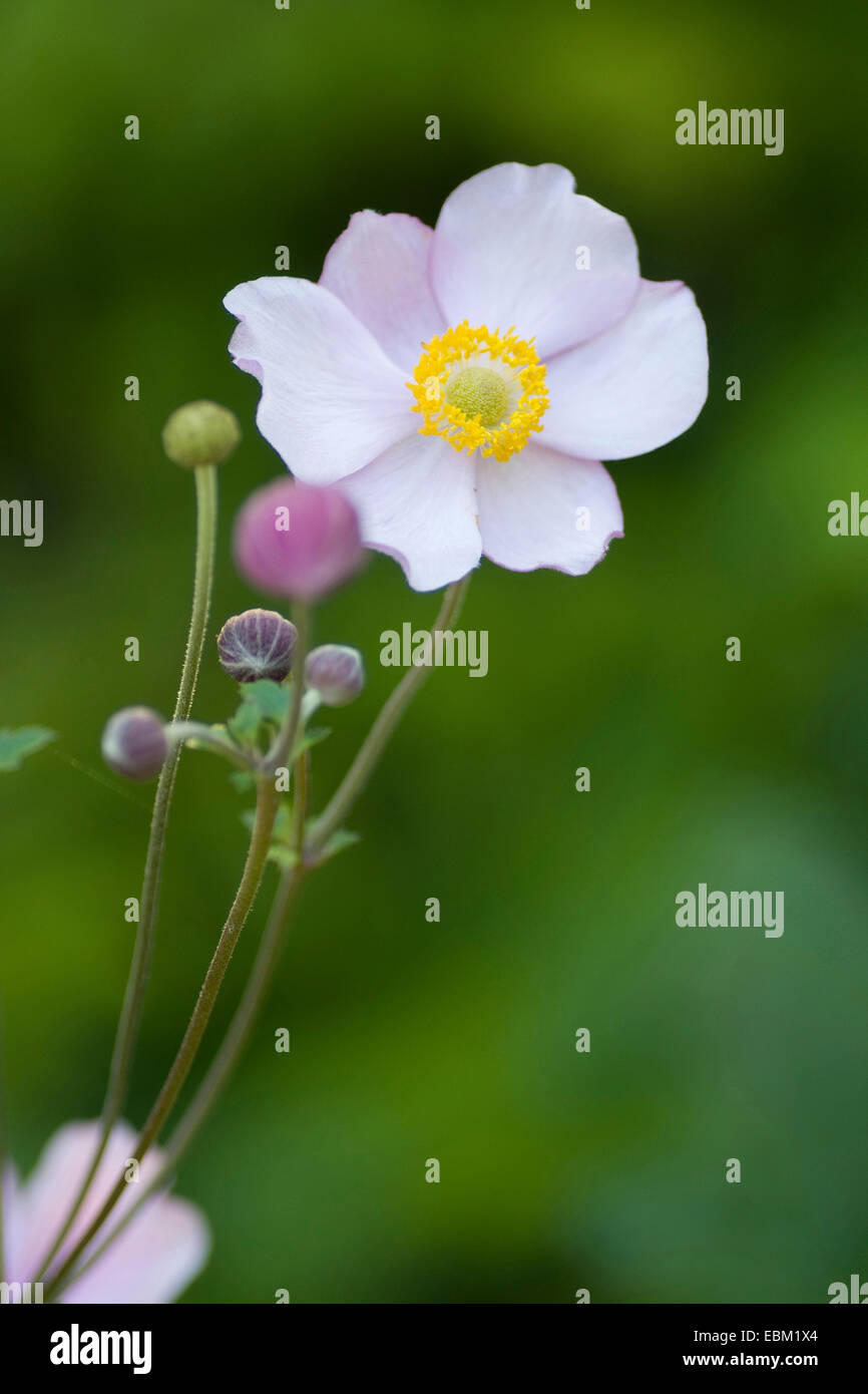 Japanese anemone, Japanese Windflower (Anemone japonica, Anemone Stock ...