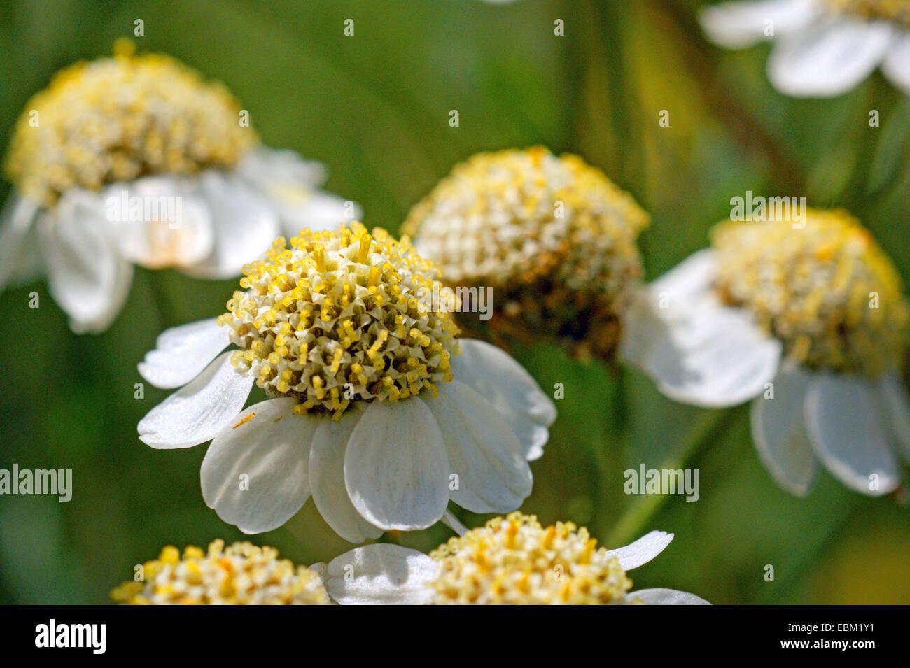 sneezewort yarrow, false sneezewort (Achillea ptarmica), blooming ...