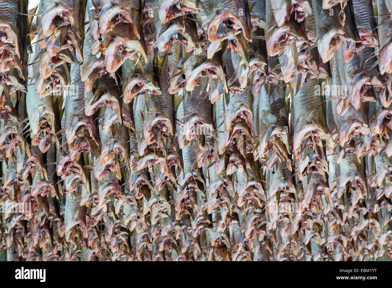 Stock fish hi-res stock photography and images - Alamy