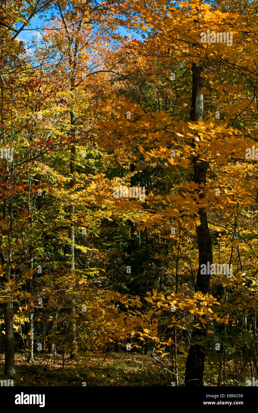 A forest in Brown County Indiana with fall foliage Stock Photo - Alamy