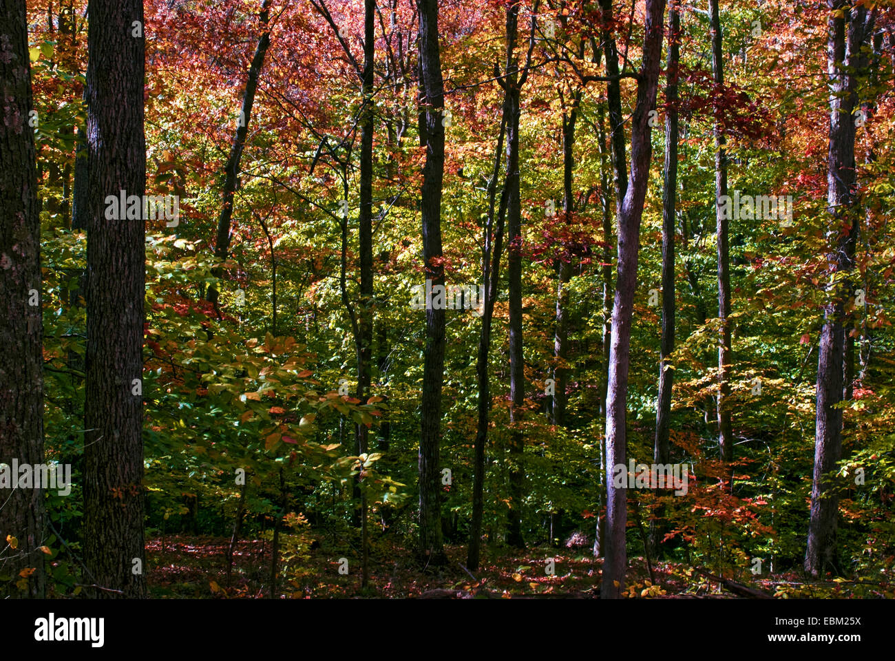 A forest in Brown County Indiana with fall foliage Stock Photo - Alamy