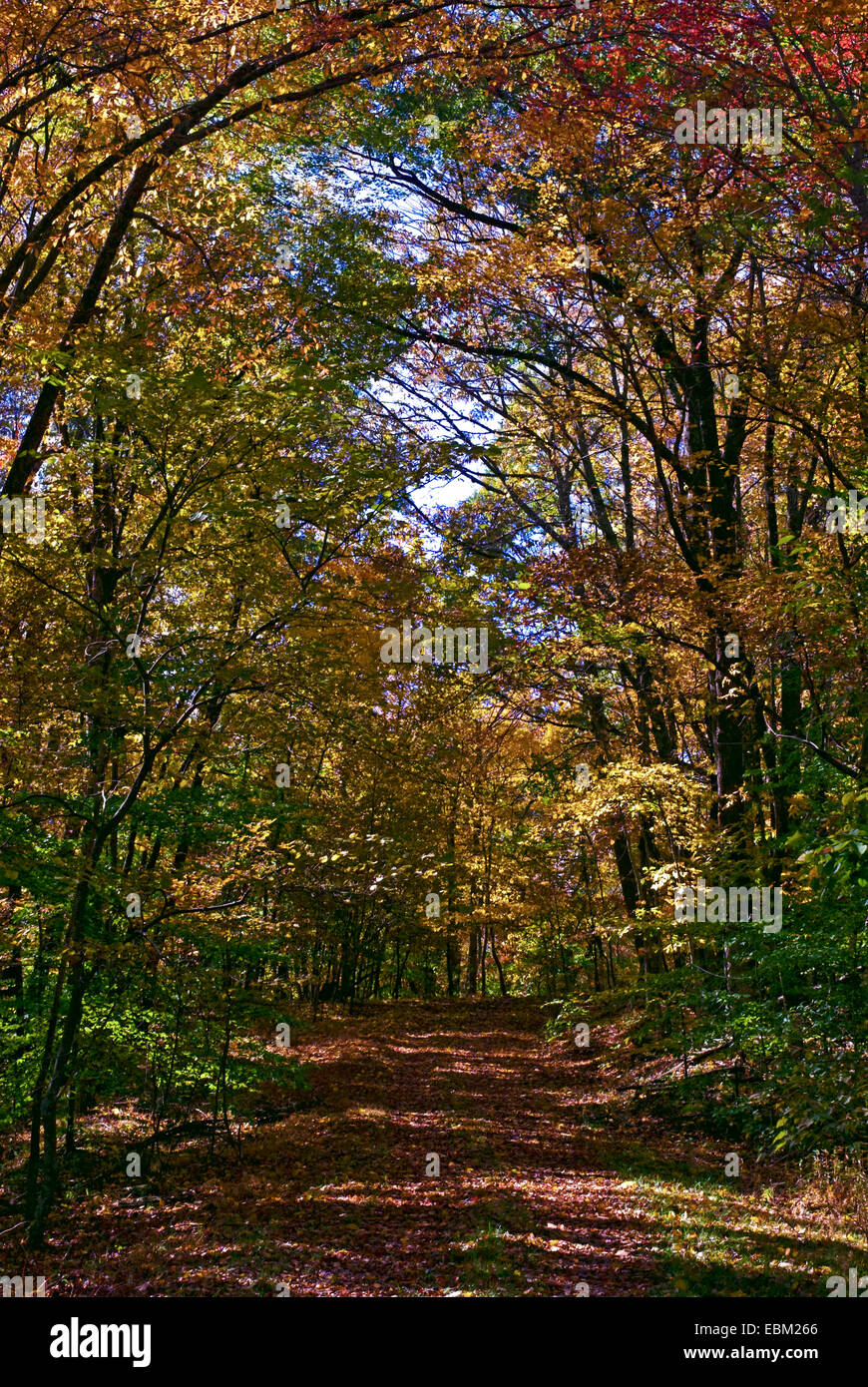 Overhead forest fall hi-res stock photography and images - Alamy