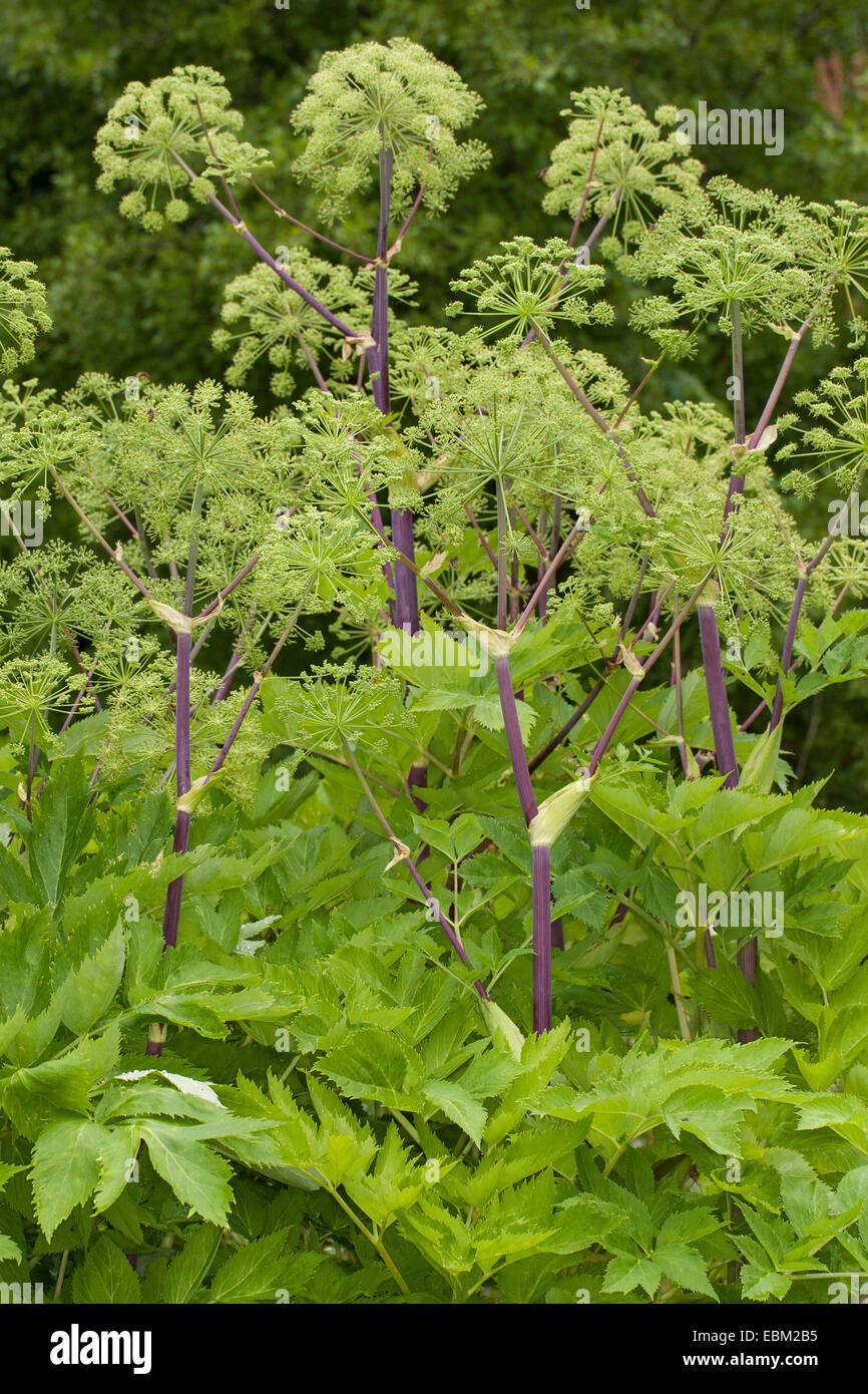 Archangel, Garden Angelica, Holy Ghost, Wild Celery, Norwegian angelica ...