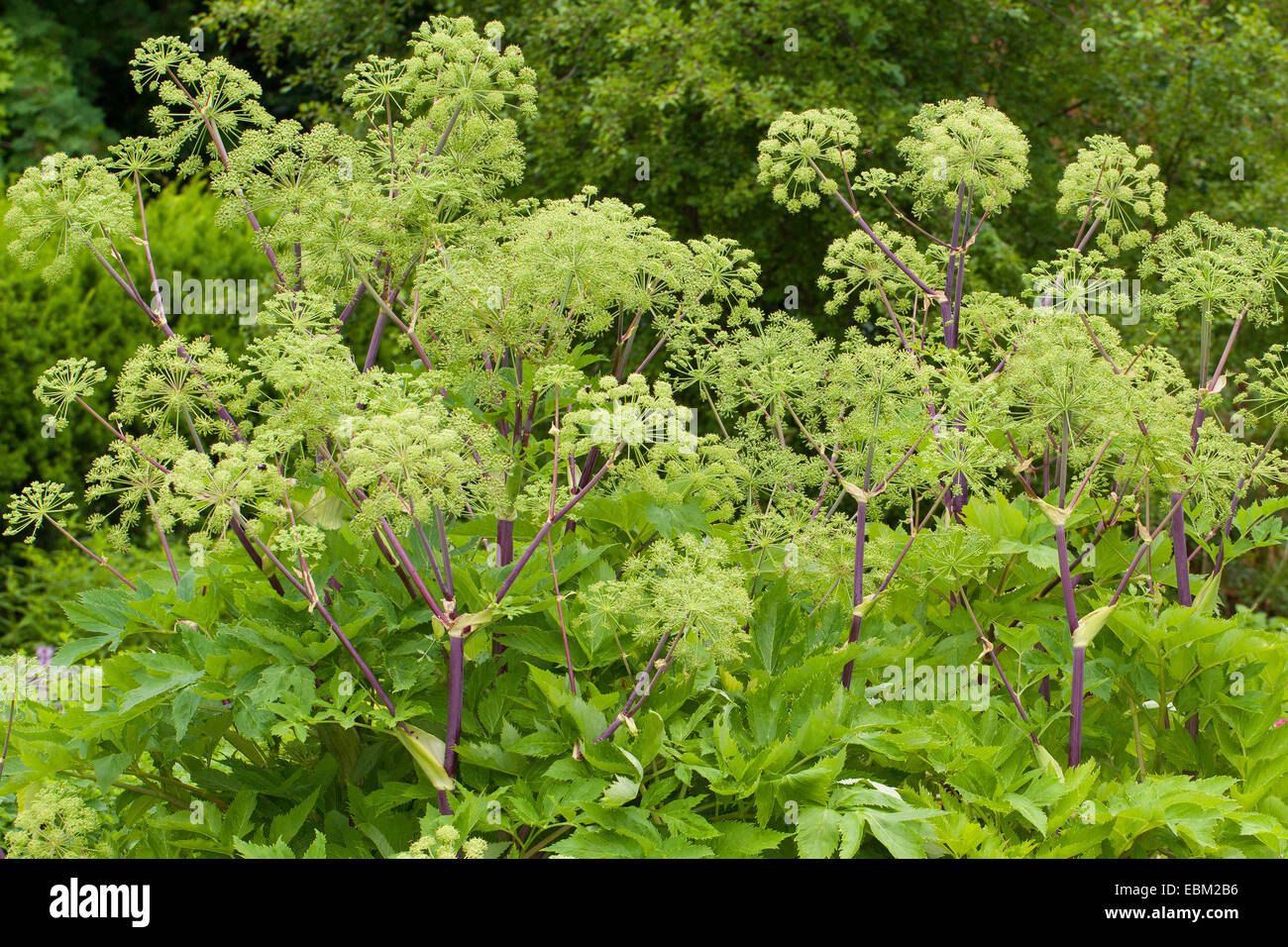 Archangel, Garden Angelica, Holy Ghost, Wild Celery, Norwegian angelica ...