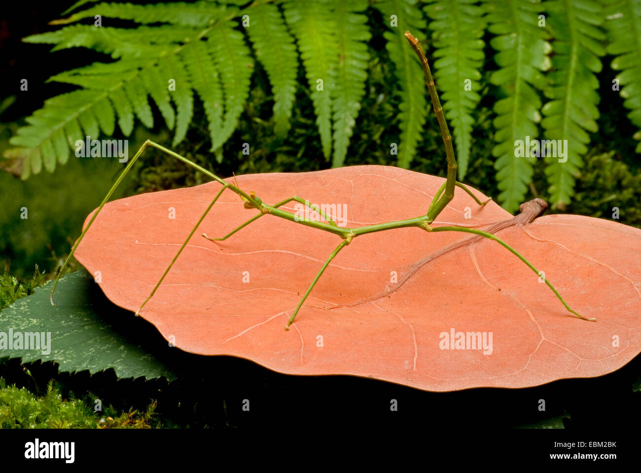 Walking stick insect camouflage hi-res stock photography and images - Alamy