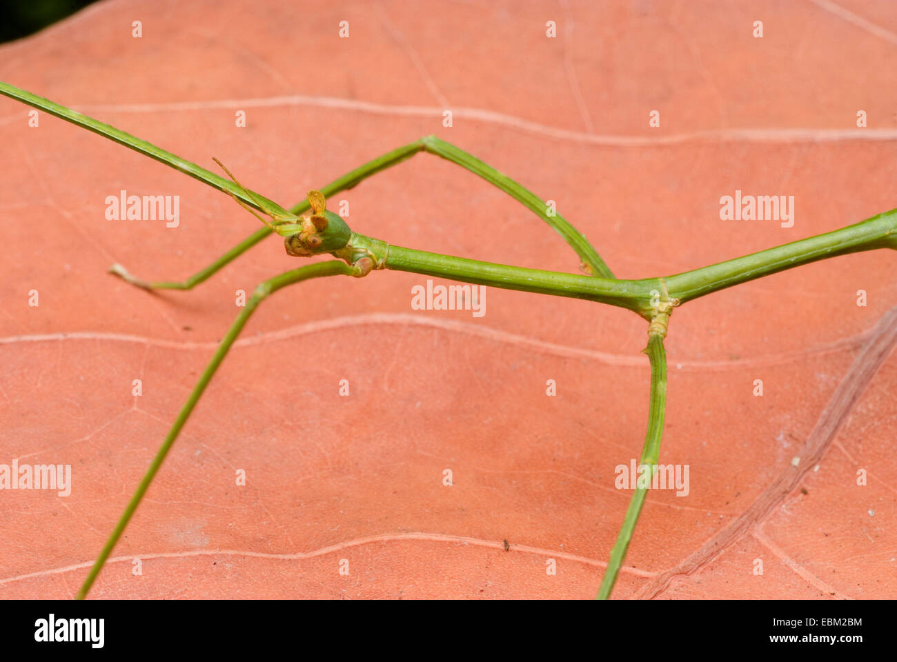 Stick Bug (Ramulus spec.), breed Blue sitting on a leaf, Owen Stock ...