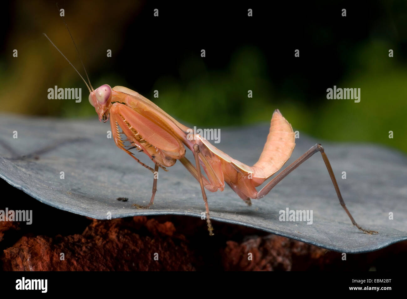 Giant Malaysian Shield Praying Mantis Rhombodera Basalis (Giant