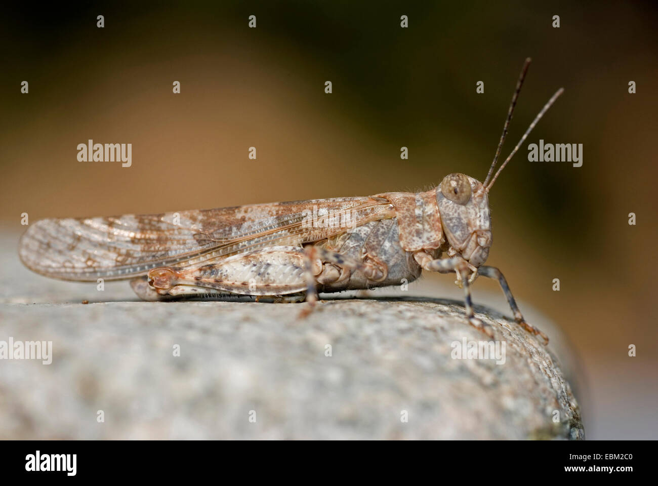 Grasshopper (Sphingonotus cf corsicus), male sitting on stone, France ...