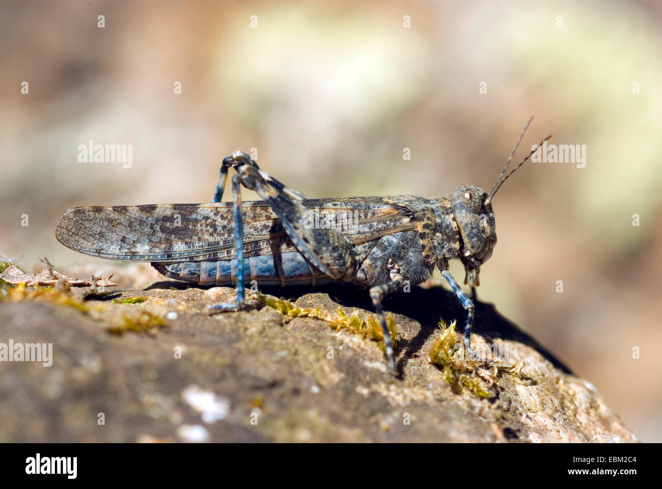 Grasshopper (Sphingonotus cf corsicus), female sitting on stone, France ...