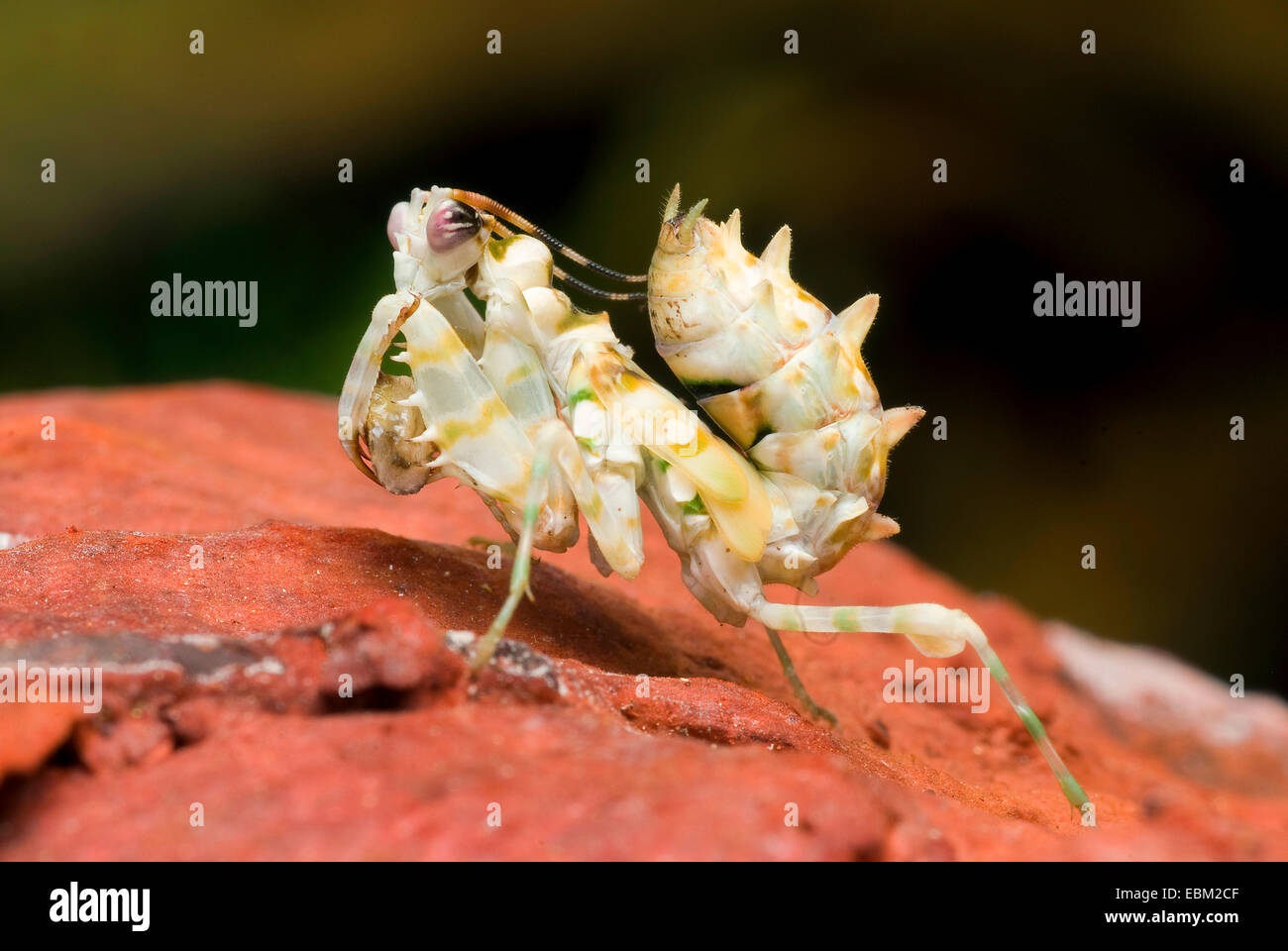 Tricolor Flower Mantis