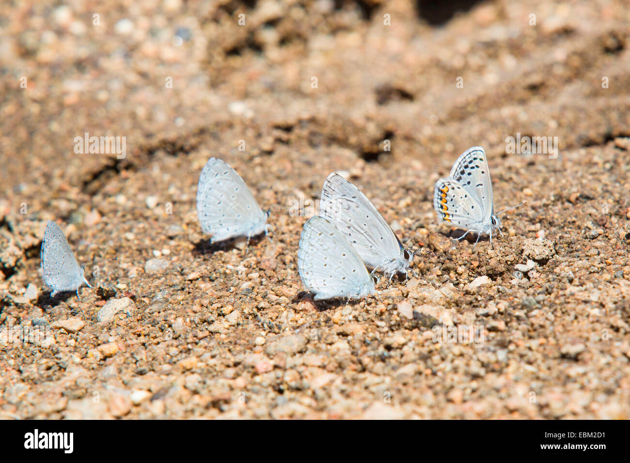 Holly Blue, Holly-Blue (Celastrina argiolus echo, Celestrina argiolus ...