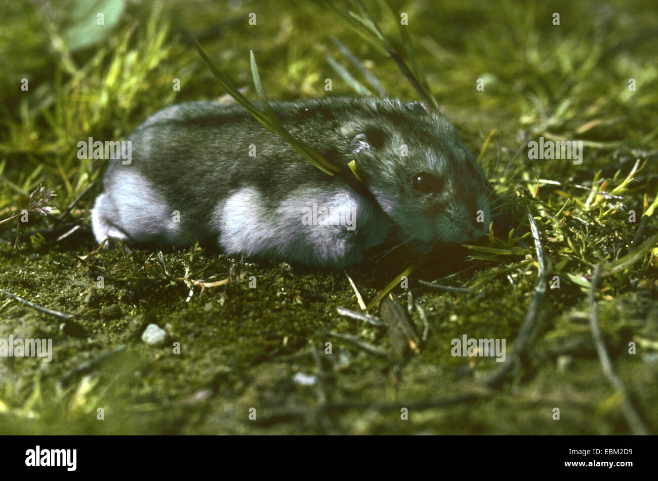 striped hairy-footed hamster, Dzungarian hamster (Phodopus sungorus ...