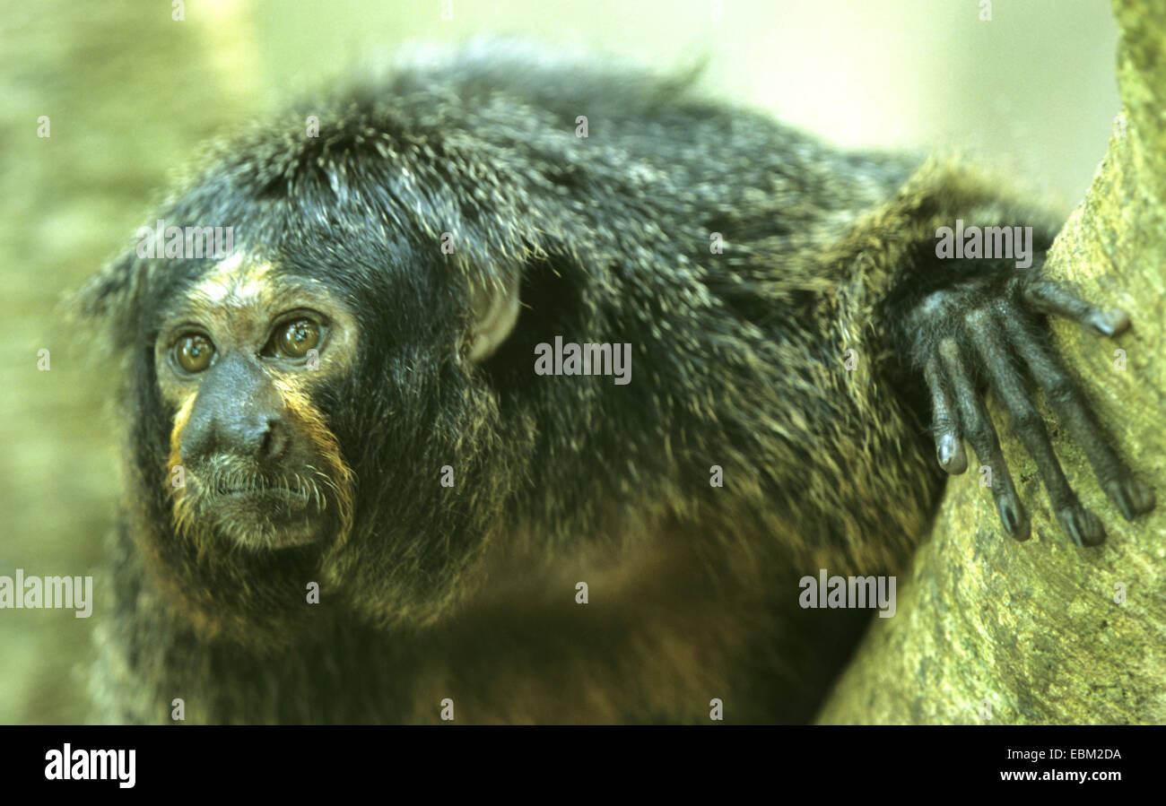 Monk Saki High Resolution Stock Photography and Images - Alamy