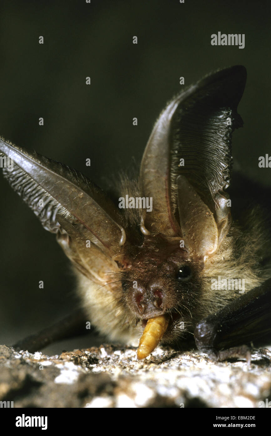 Common long eared bats hi-res stock photography and images - Alamy