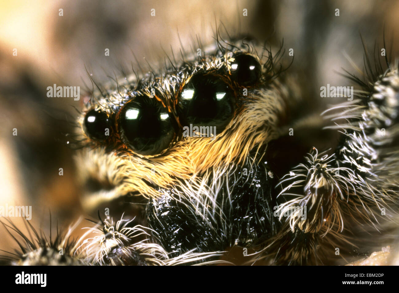 jumping spider (Marpissa muscosa, Marpissa rumpfii), portrait Stock ...