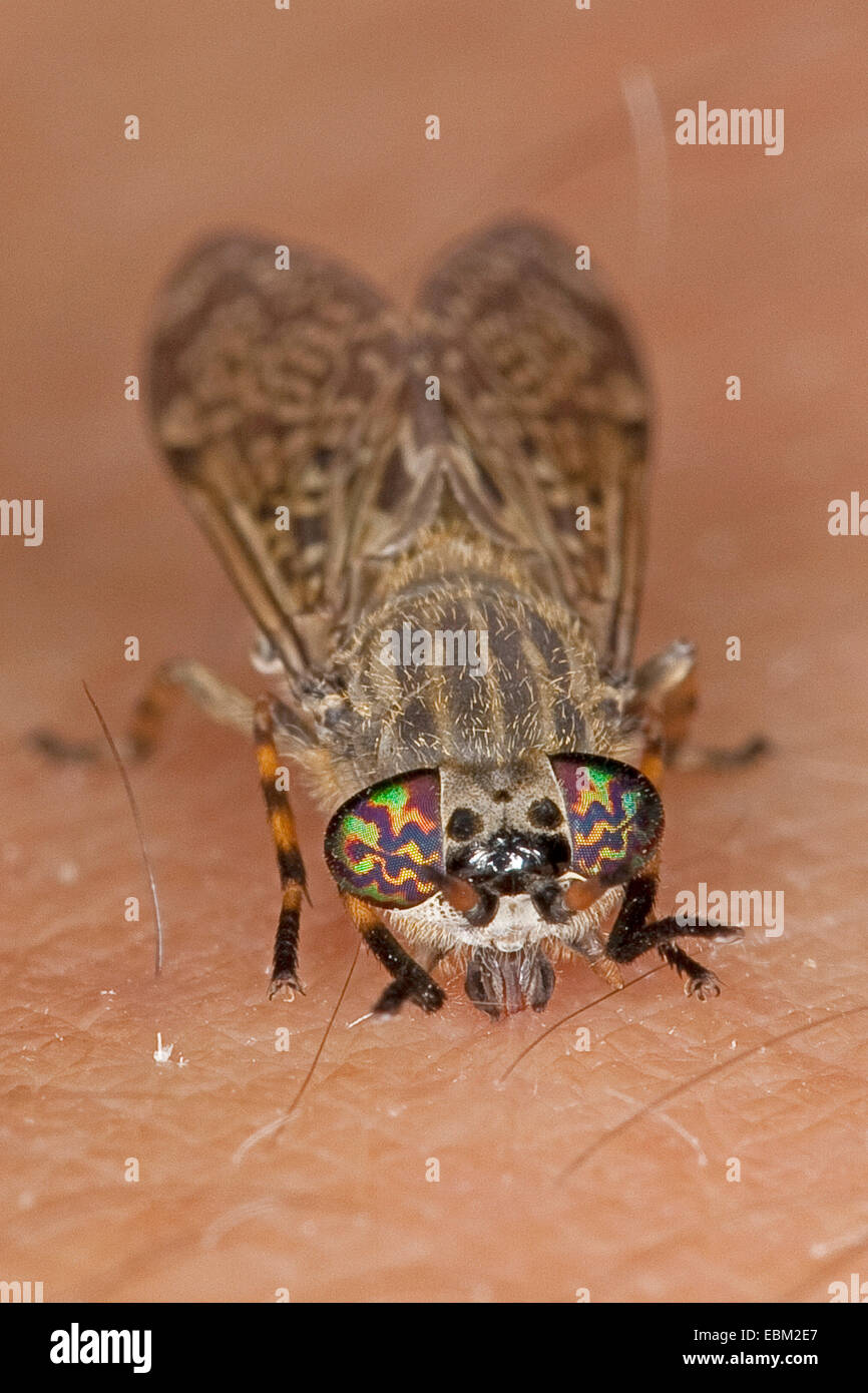 cleg-fly, cleg (Haematopota pluvialis), on human skin, Germany Stock ...