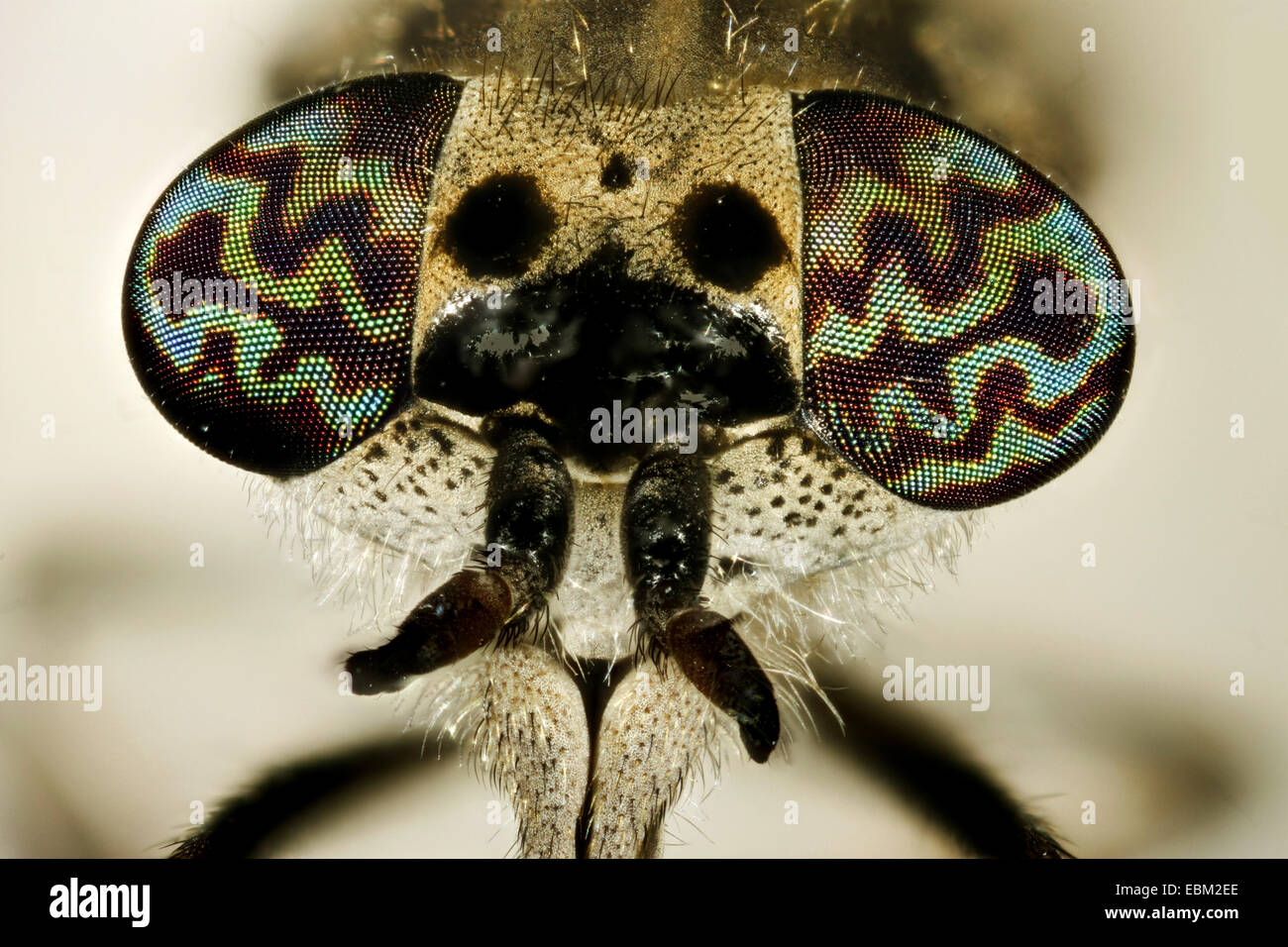 cleg-fly, cleg (Haematopota pluvialis), portrait, Germany, Mecklenburg ...