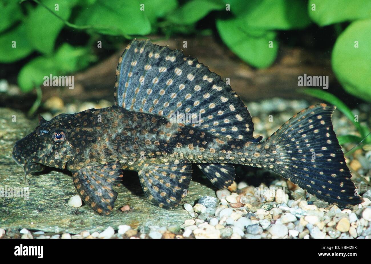 Amazonas Pleco, White-spot Glyptoperichthys (Glyptoperichthys ...