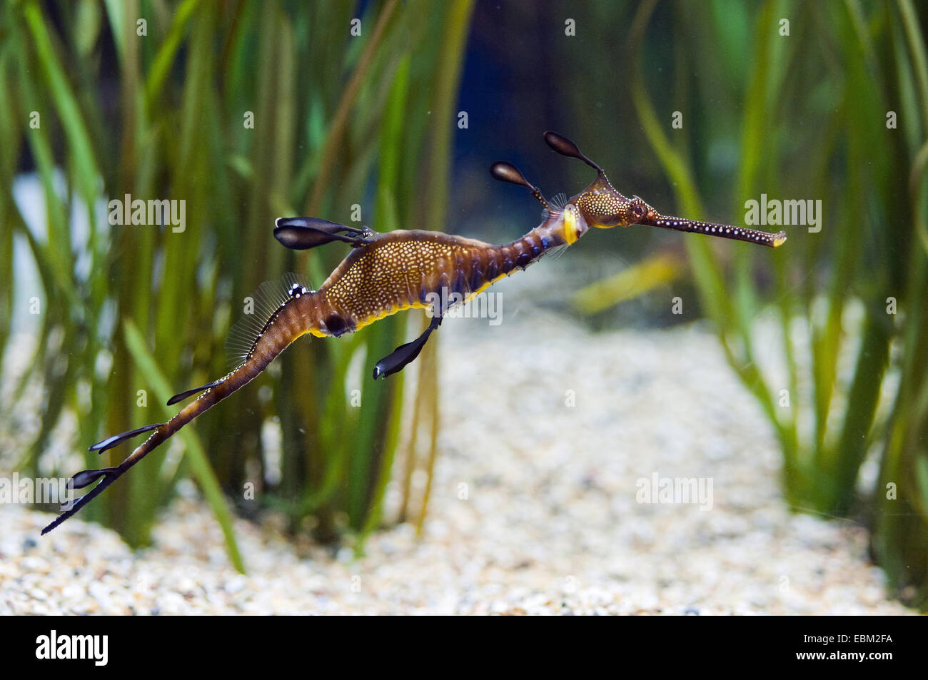 common seadragon, weedy seadragon, leafy seadragon (Phyllopteryx ...