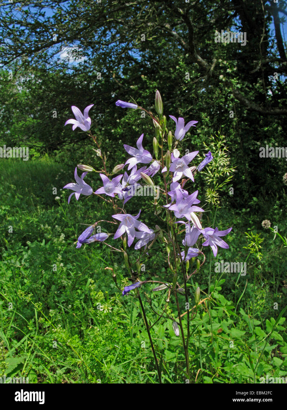 Rampion Bellflower, Rampion, Rover Bellflower (Campanula rapunculus ...