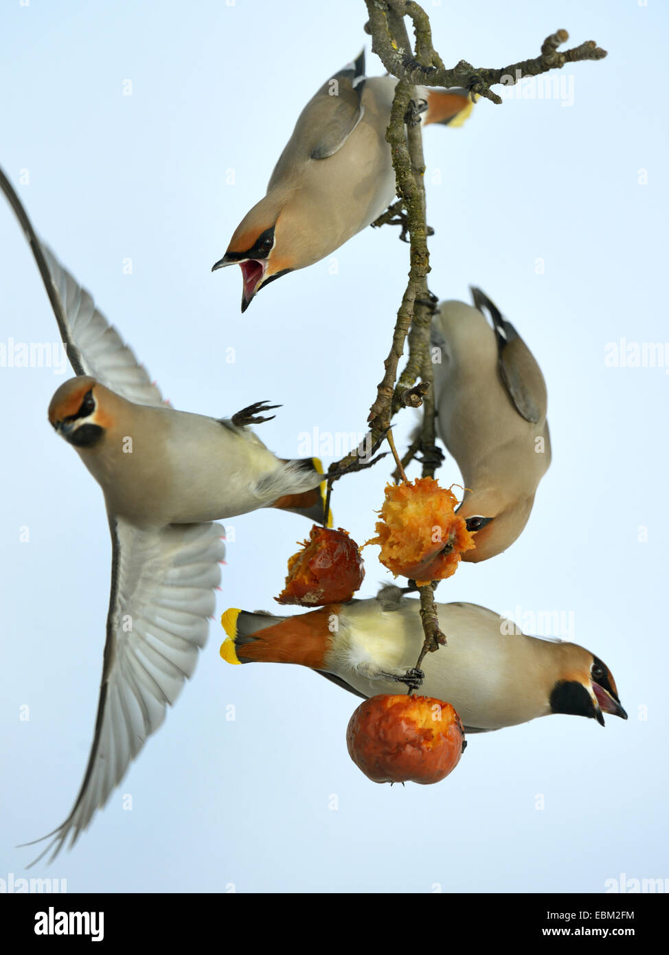 Adult birds on hi-res stock photography and images - Alamy