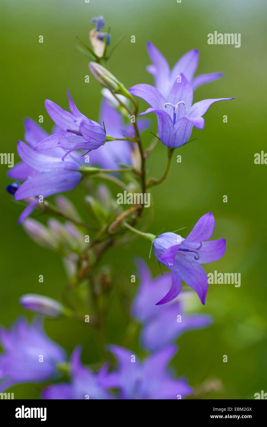 Rampion Bellflower, Rampion, Rover Bellflower (Campanula rapunculus ...