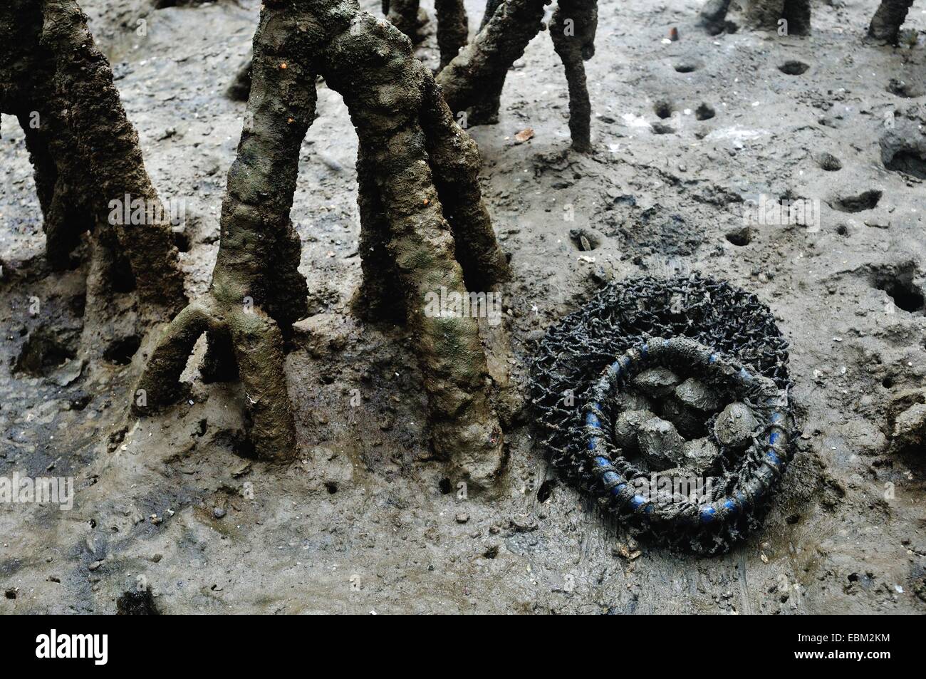 Black shells - Mangroves in PUERTO PIZARRO . Department of Tumbes .PERU ...