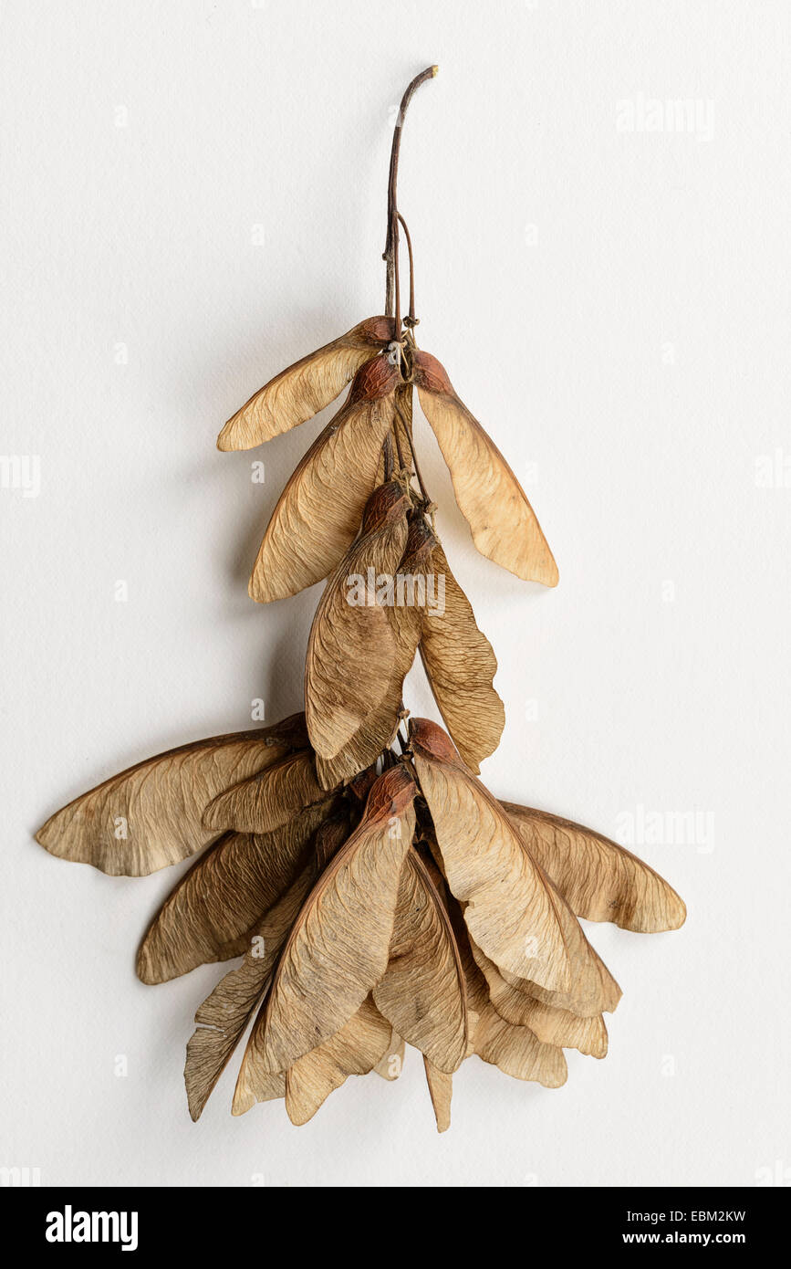 Sycamore fruit hi-res stock photography and images - Alamy