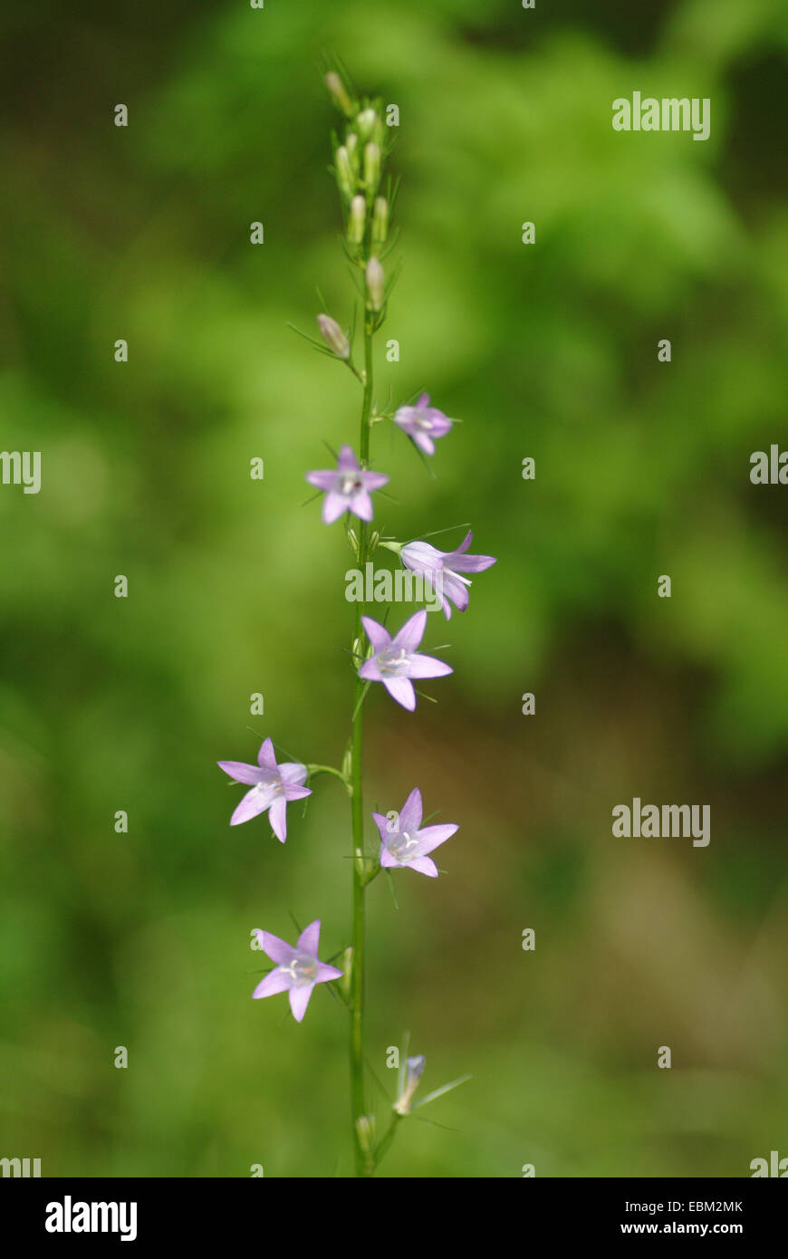 Rapunculus bellflower hi-res stock photography and images - Alamy