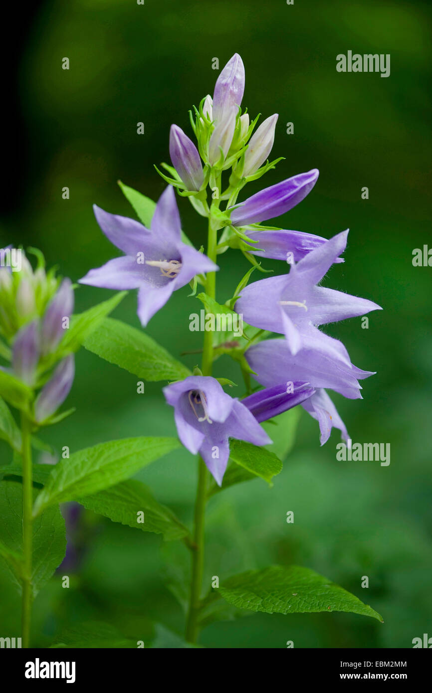 giant bellflower, great bellflower (Campanula latifolia), blooming ...