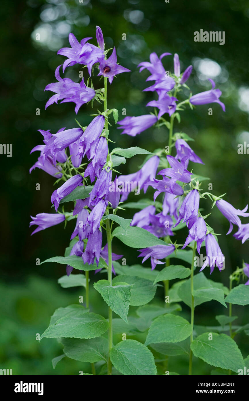 giant bellflower, great bellflower (Campanula latifolia), blooming ...