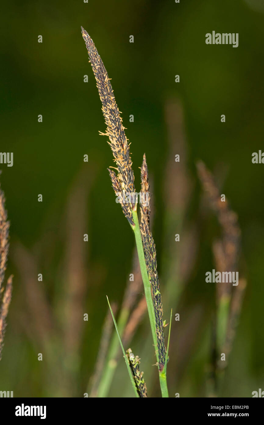tufted sedge, tufted-sedge, tussock sedge (Carex elata), inflorescences ...
